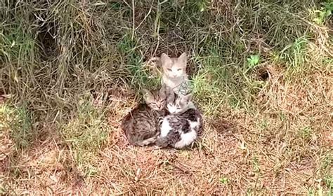 車を運転していると、道路脇に助けが必要な猫の親子の姿を発見！ すぐに引き返して、親子を安全な場所に連れて行く！ エウレカ！
