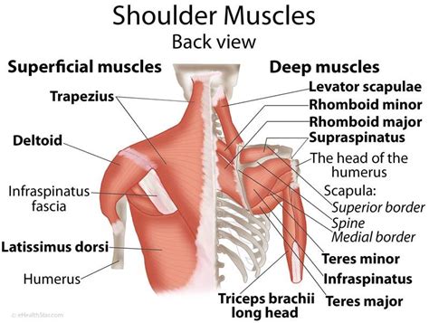 Shoulder Muscles Shoulder Muscle Anatomy Shoulder Anatomy Muscle