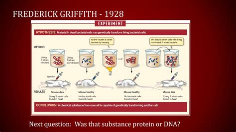 Dna Structure And Replication Ppt Download
