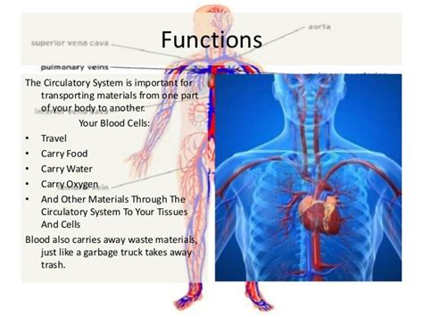 Circulatory System Diagram And Functions
