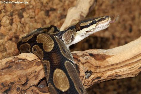 python regius — dahmstierleben