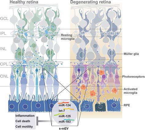 Frontiers Small Medium Extracellular Vesicles And Their Mirna Cargo