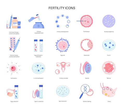 Anatomía Del óvulo Humano Fertilización Ginecología E Investigación