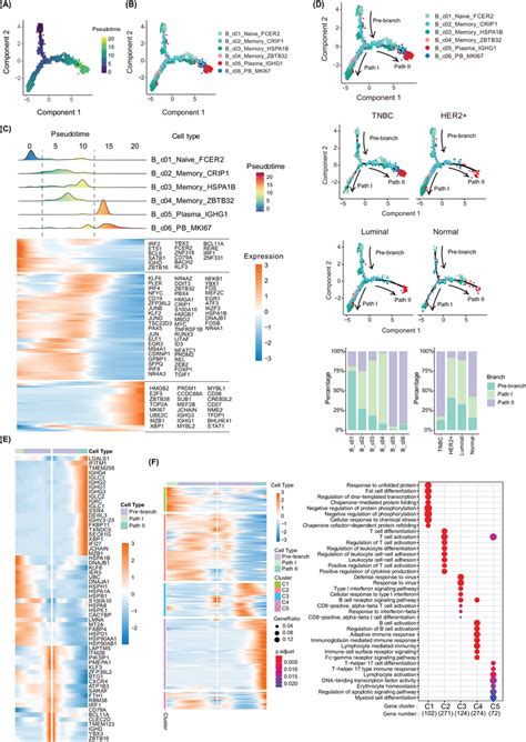 Pseudotime Analysis Defines Two Differentiation Patterns Of B Cells In