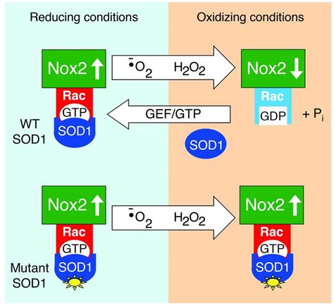 Jci Sod1 Mutations Disrupt Redox Sensitive Rac Regulation Of Nadph