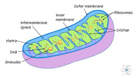 Mitochondries Structure