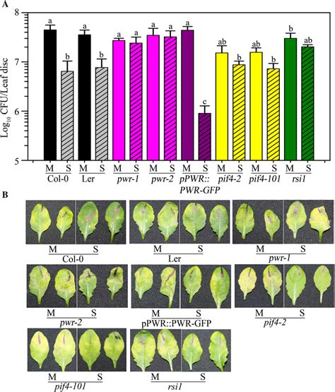 Sar In Pwr And Pif4 Mutant Plants Apsm Counts At 3 Dpi In The