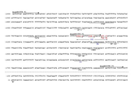 Nucleotide Sequence Of The Hsc70b Promoter Region Putative Binding