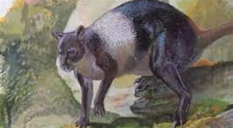 42 000 Year Old Giant Fossil Of Ancient Kangaroo Species Found In Papua