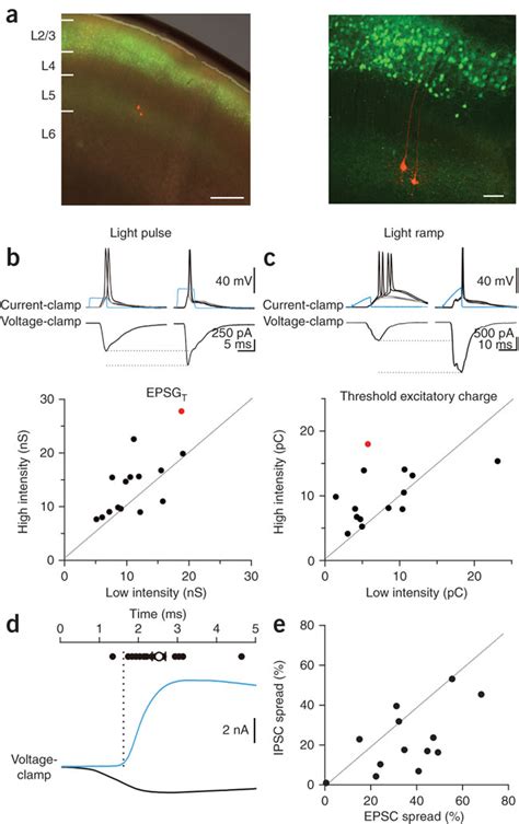 The Stronger The Photostimulation Of L2 3 Pyramidal Cells The Larger