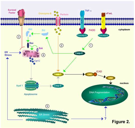 Schematic Representation Of Different Pathways Involved In Apoptosis