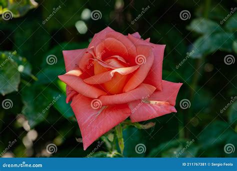 Belles Plantes Et Fleurs Italiennes Image Stock Image Du Imagination