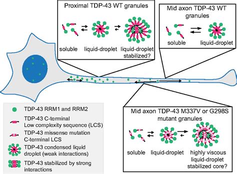 Amyotrophic Lateral Sclerosis Linked Mutations Increase The Viscosity