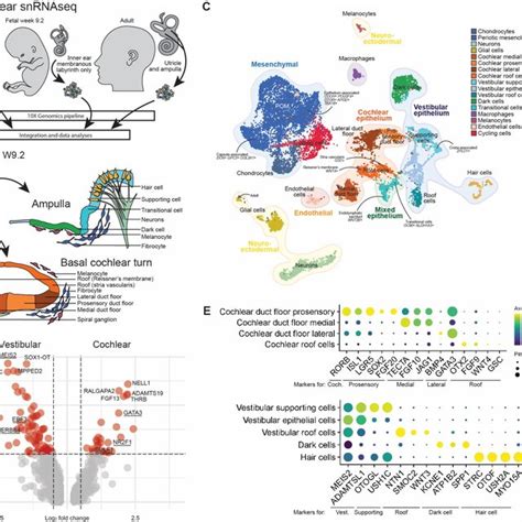Generation Of A Human Fetal And Adult Inner Ear Single Cell Atlas A