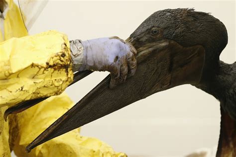Oil Spills Effect On Marine Life