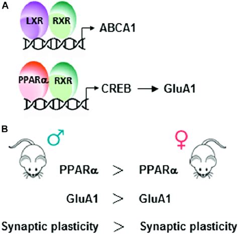 sex and pparα specific effects on glua1 expression and synaptic