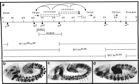 Localization Of Cis Acting Elements Regulating Ac Gene Expression A