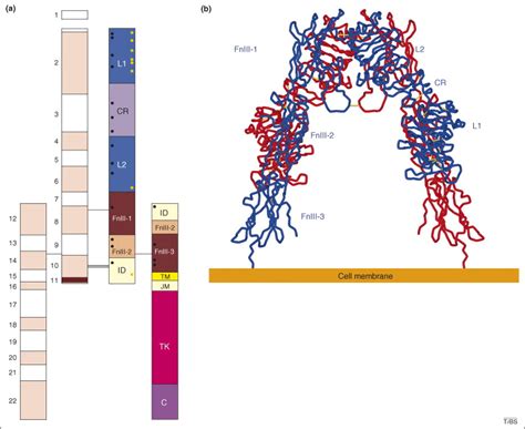 Insulin Receptor Structure
