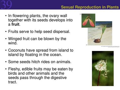 Ppt Reproduction In Flowering Plants Powerpoint Presentation Free