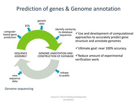 Ppt Gene Finding And Sequence Annotation Powerpoint Presentation
