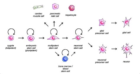 Diagram Illustrating The Potential For Differentiation Of Stem Cells