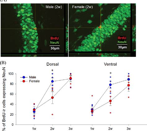 Figure 5 From Sex Differences In Maturation And Attrition Of Adult