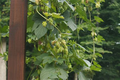 10 Fruits And Veggies To Grow Vertically For Epic Yields In Tiny Spaces