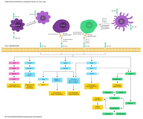 Vaccines Free Full Text New Emerging Targets In Cancer