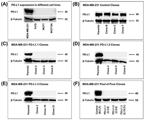 Ijms Free Full Text Pd 1 Independent Role Of Pd L1 In Triple