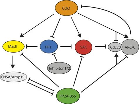 Regulation Of Cdk1 And Pp2a B55 Activity A Schematic Of How The