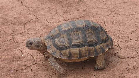 Chaco Tortoise Youtube
