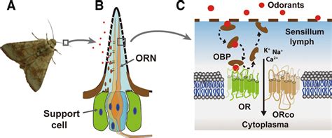 Peripheral Detection Of Odorants On The Insect Antennae A Antennae Are