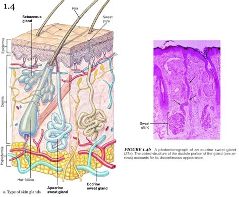 Skin And Accessory Structures Function