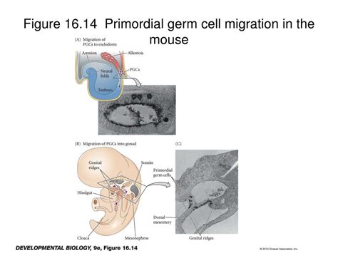 Ppt Chapter 11 Germ Cells Fertilization And Sex Powerpoint