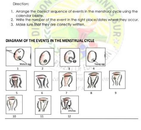 Arrange The Correct Sequence Of Events In The Menstrual Cycle