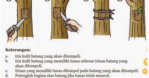Teknik Dan Cara Okulasi Pohon Mangga Permathic Blog