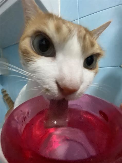 토모 On Twitter In 2022 Pretty Cats Stupid Cat Cute Cats