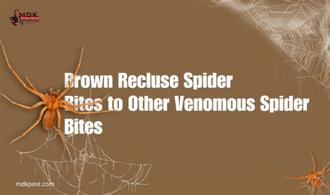 Brown Recluse Spider Bites To Other Venomous Spider Bites Pdf Mdk