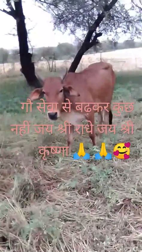 गौ माता की सेवा करना हमारा धर्म है 🙏 🙏 इसलिए सेवा करते रहे जय श्री राधे