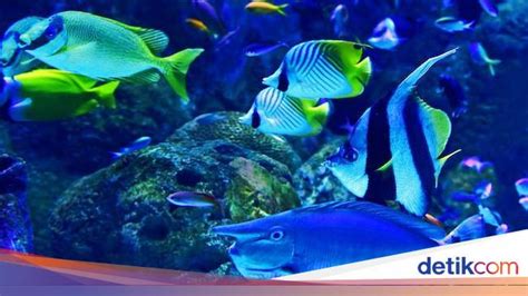 16 Ciri Ciri Ikan Secara Umum Kenali Klasifikasi Dan Morfologinya