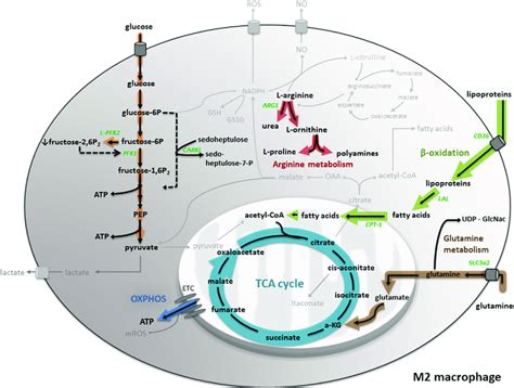 M2 Macrophage Metabolism M2 Macrophages Mainly Produce Atp Through