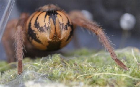 Spider Butt Spider Butt Does Whatever A Spider Butt Does R Tarantulas