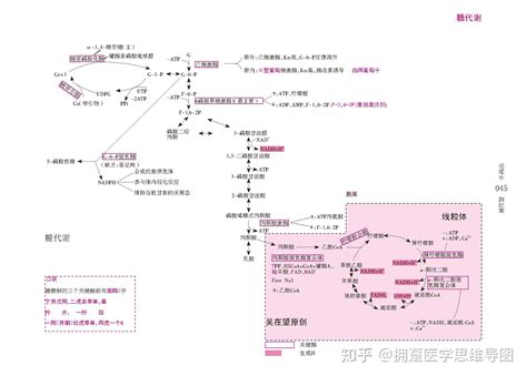 生物化学 糖代谢 思维导图笔记串联图 知乎