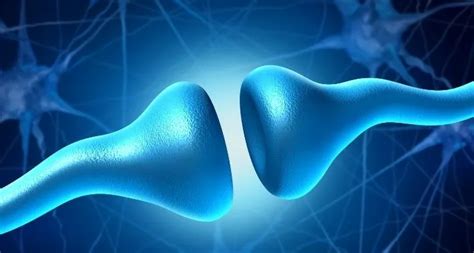 Synapsen Aufbau Und Die Funktion Der Reizweiterleitung Einfach Erklärt