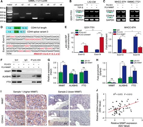 Nnmt‐mediated Cd44 Mrna M6a Modification Induces Cd44v3 A Northern