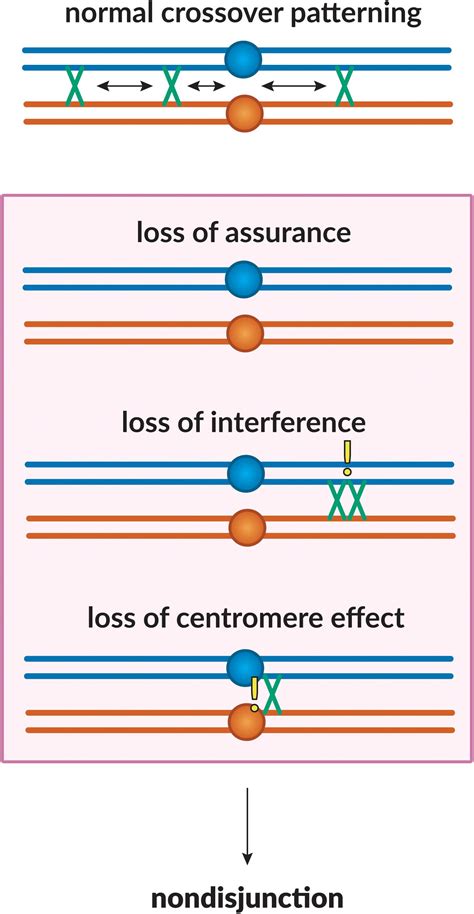 Frontiers Meiotic Crossover Patterning