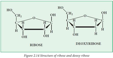 Nucleic Acids Biomolecules Definition Classification Structure