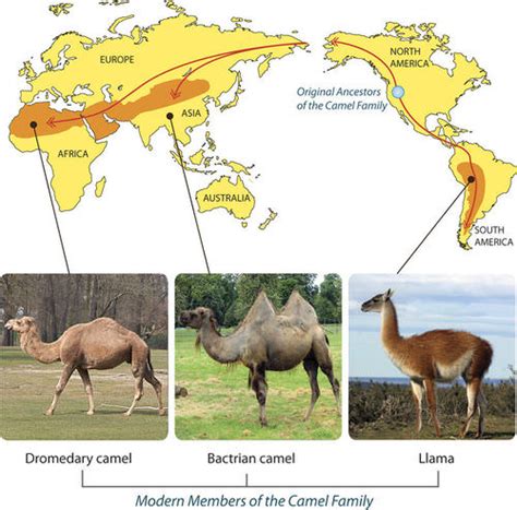 5 18 Biogeography Biology Libretexts