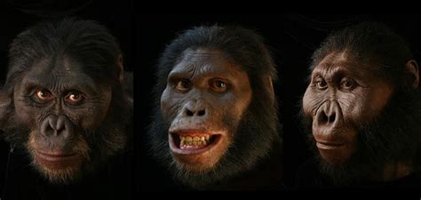 Hominid Evolution Smithsonian
