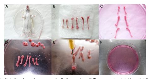 Figure 1 From An Improved Protocol For Isolation And Culture Of